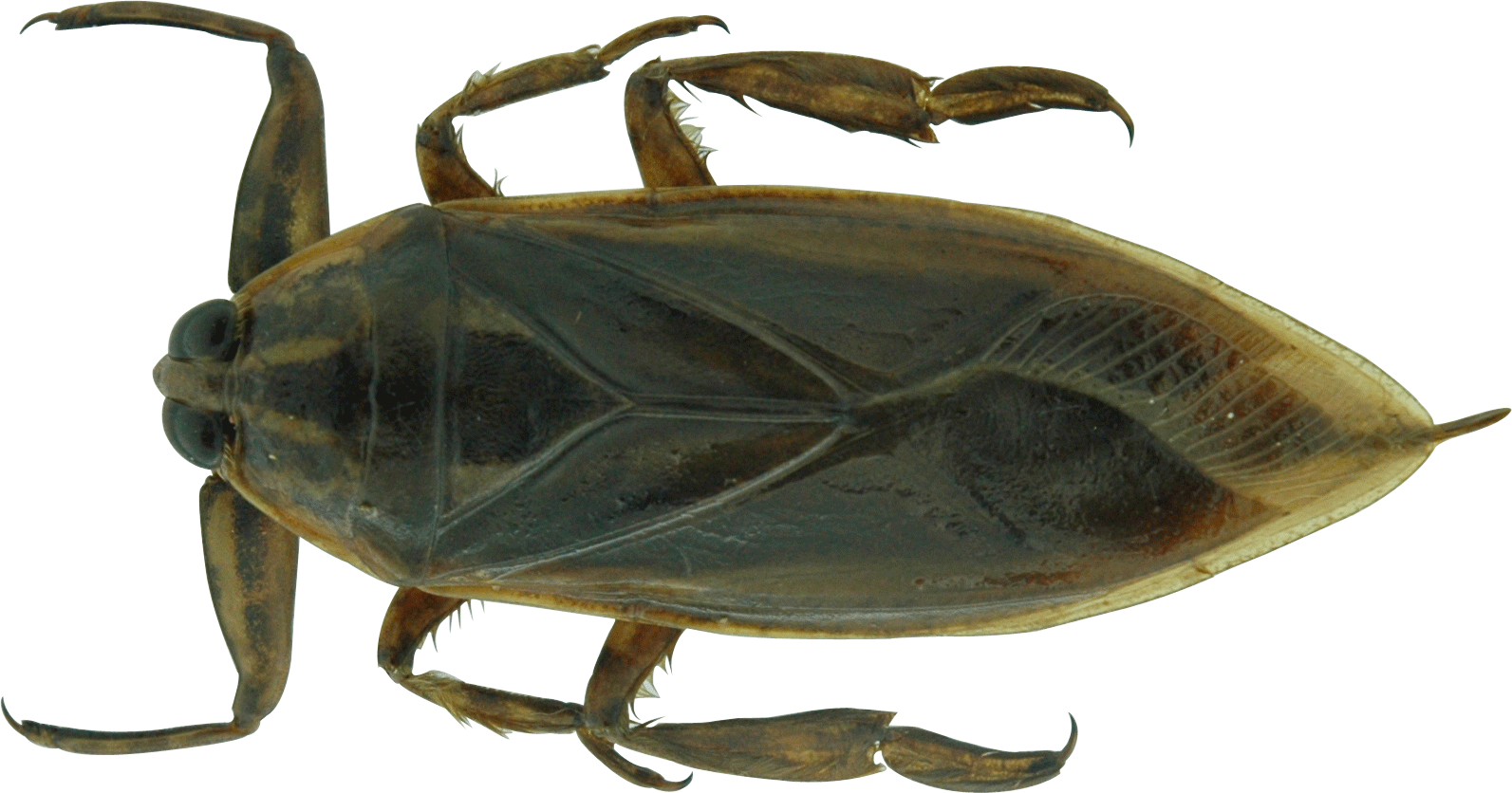Lethocerus: A barata-d’água gigante que pode comer tartarugas, patinhos ...