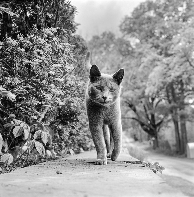 Walter Chandoha: O fotógrafo dos gatos – O Verdoso