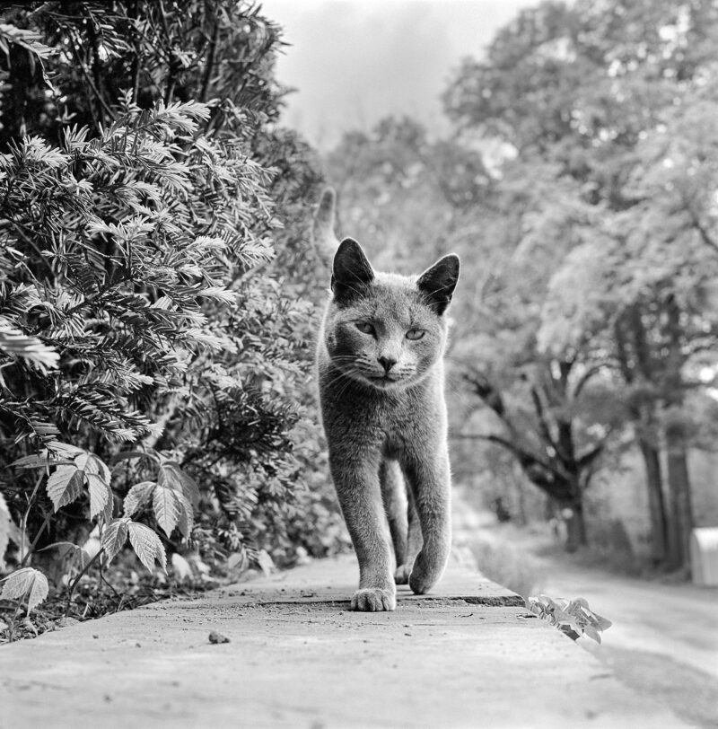 Walter Chandoha: O fotógrafo dos gatos – O Verdoso