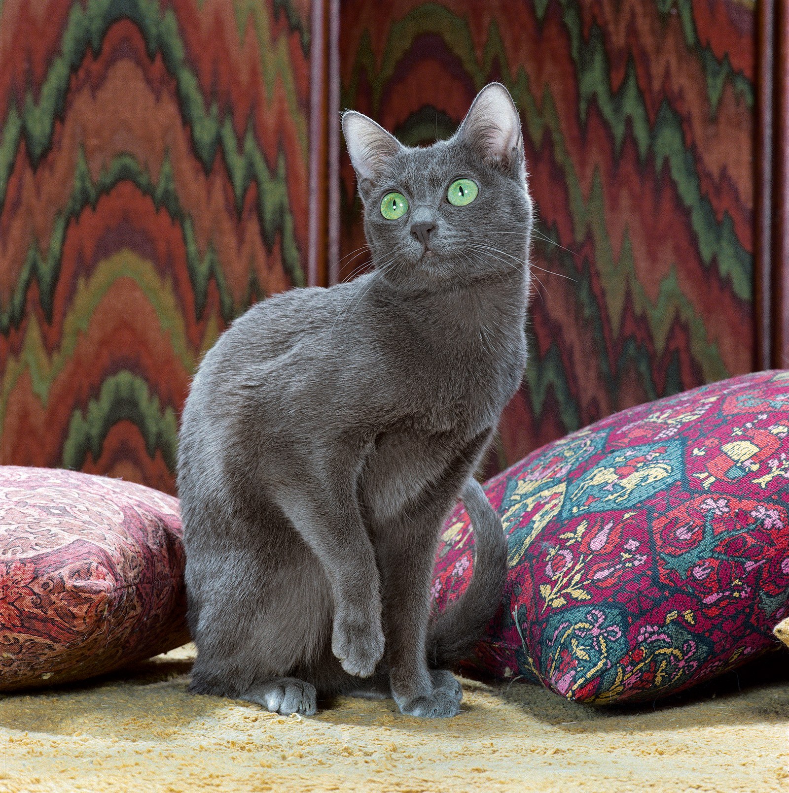 Walter Chandoha: O fotógrafo dos gatos – O Verdoso