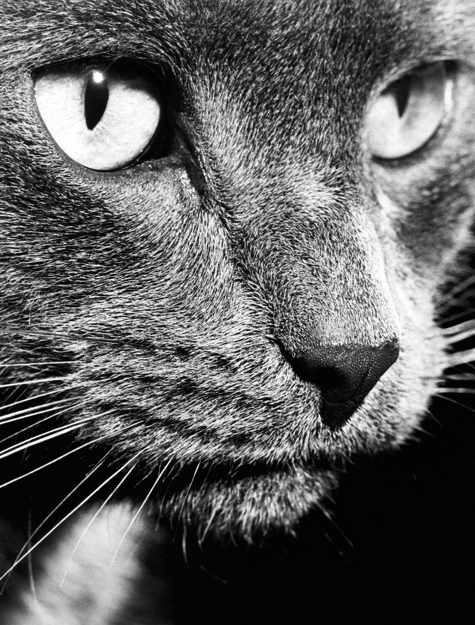 Walter Chandoha: O fotógrafo dos gatos – O Verdoso
