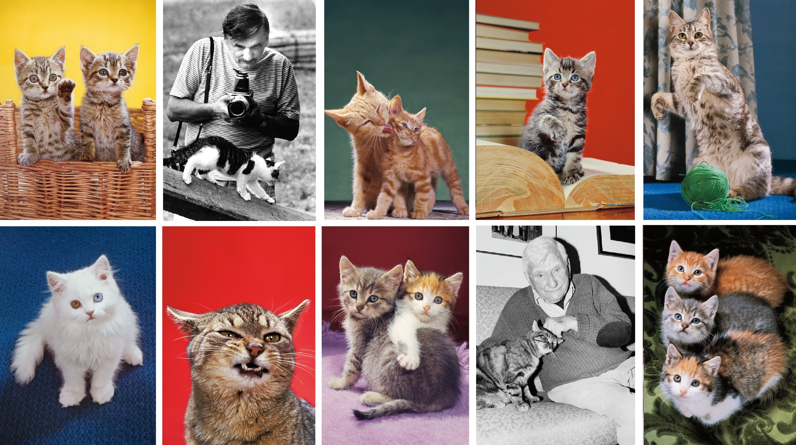 Walter Chandoha: O fotógrafo dos gatos – O Verdoso