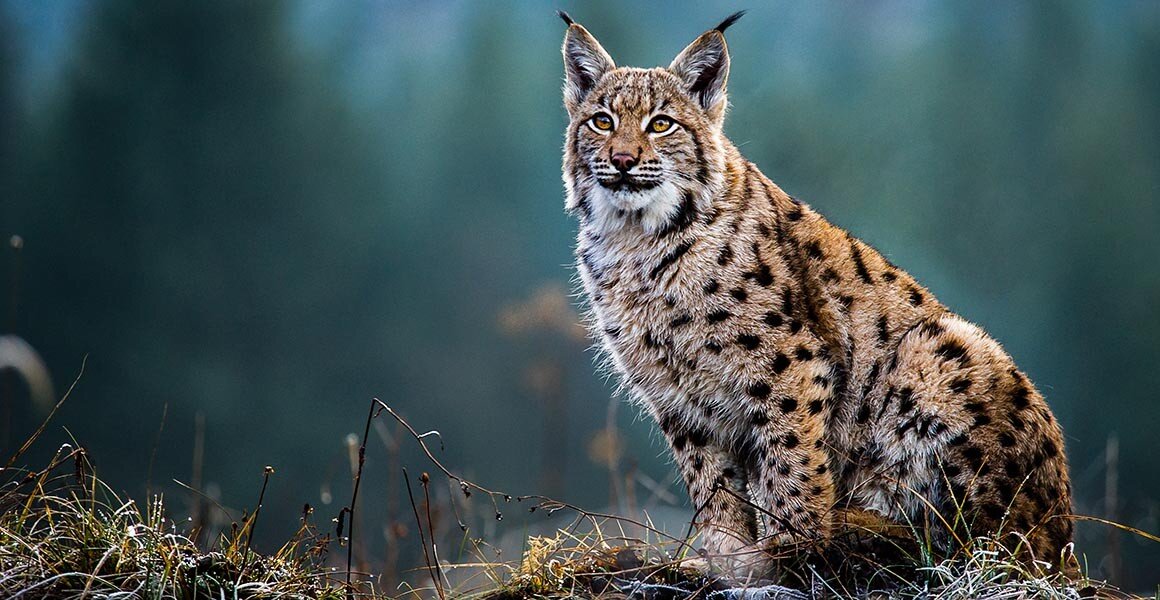 Planos para reintroduzir linces e lobos na Inglaterra podem ser ...