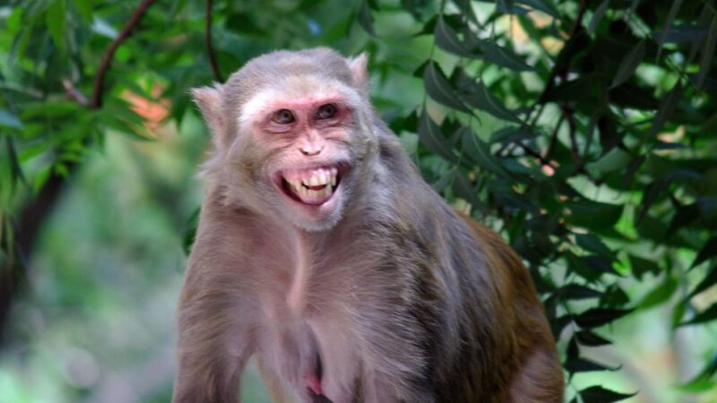 Macacos machos em pequena ilha fazem muito mais sexo entre si do que ...